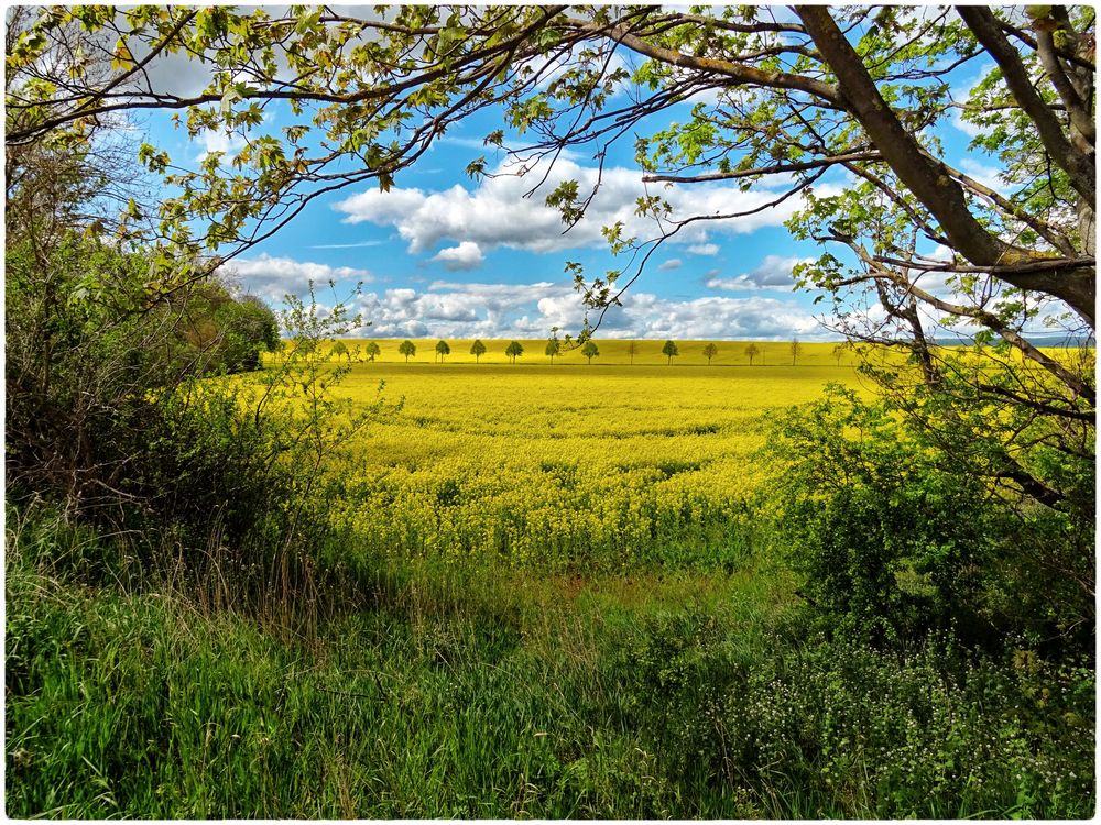 Raps-Felder Foto & Bild | Bilder auf fotocommunity