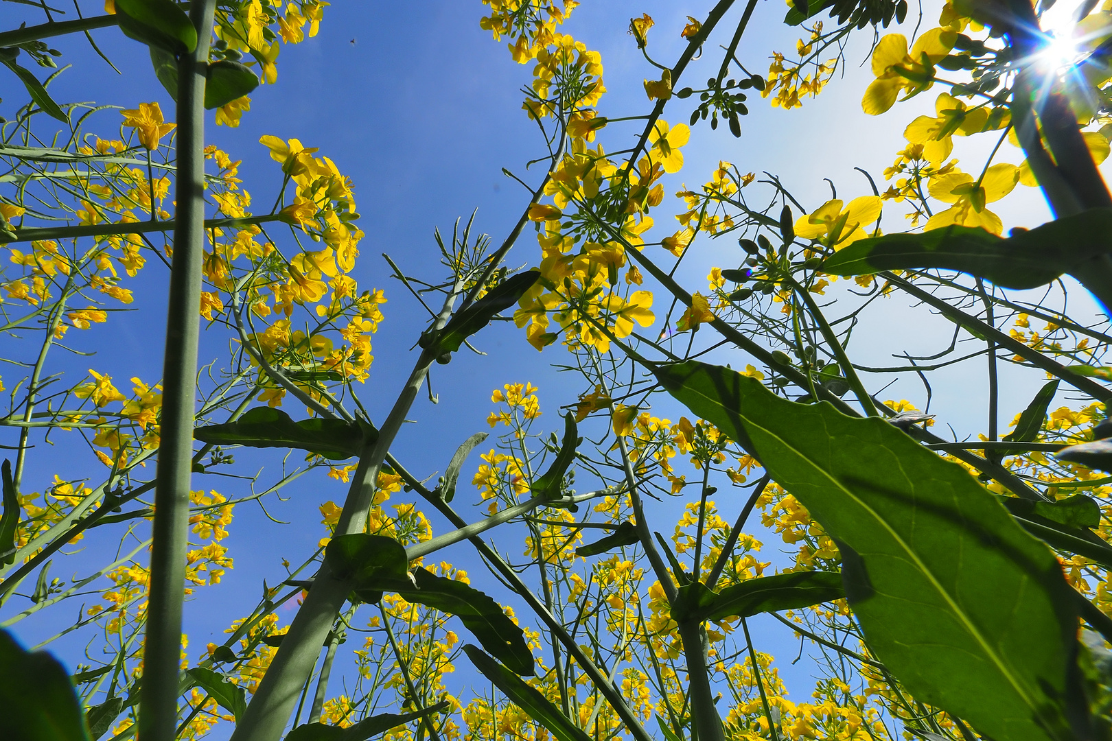 Raps heute Foto & Bild | natur, acker, raps Bilder auf fotocommunity