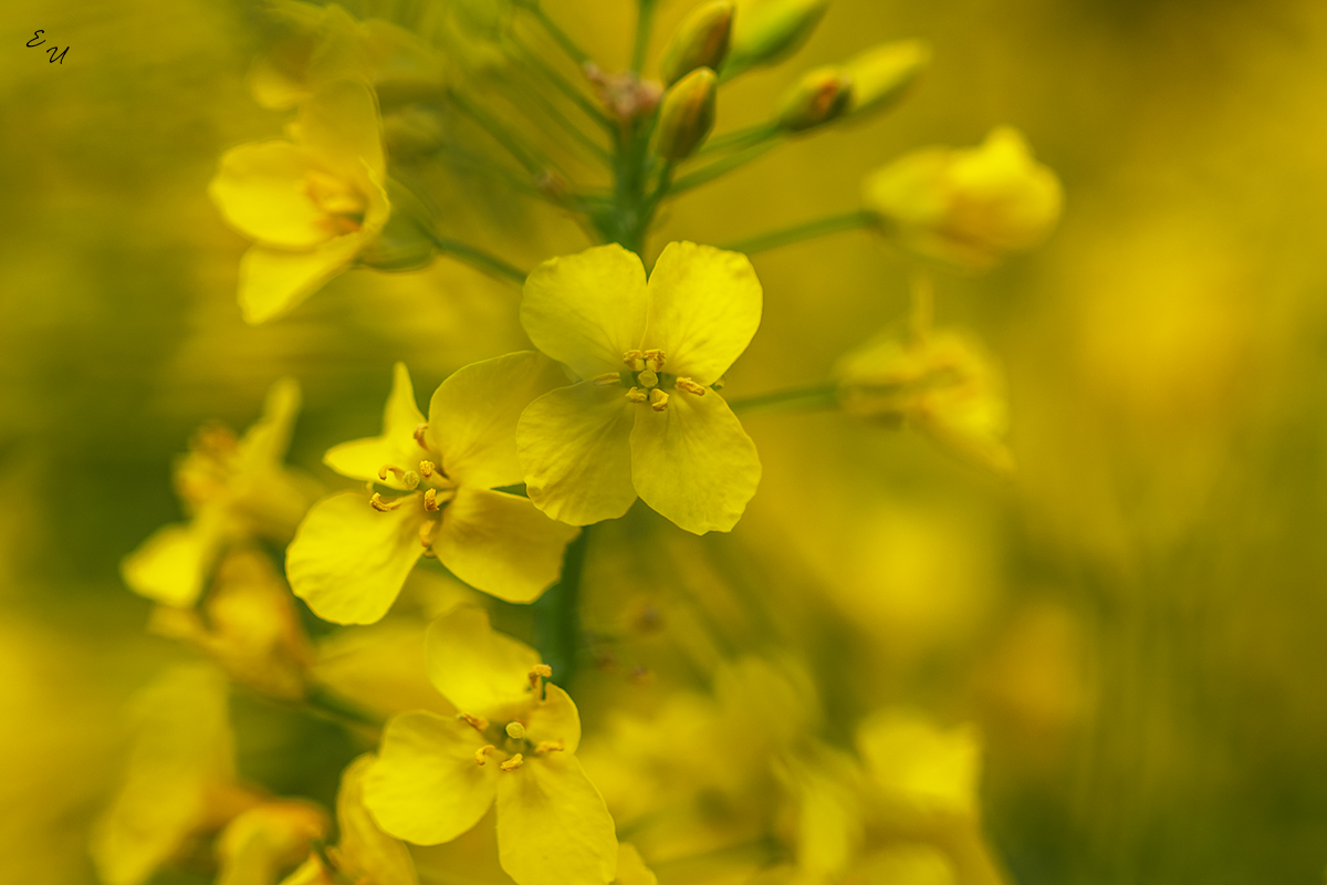 raps in serie Foto & Bild | pflanzen, pilze & flechten, getreide und ...