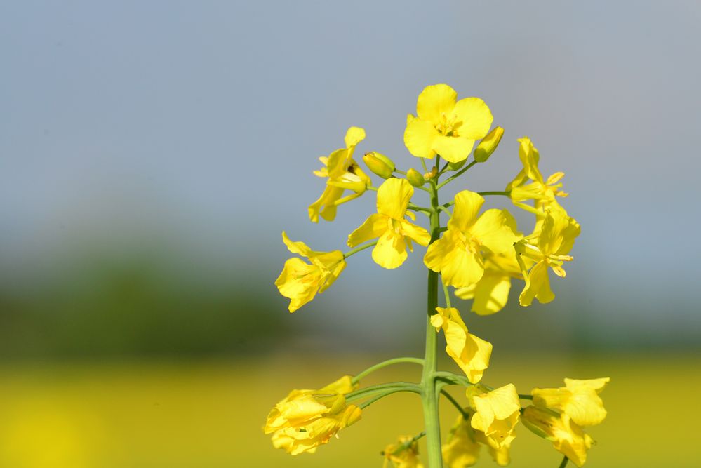 Raps über Raps ..... Foto & Bild | pflanzen, pilze & flechten, natur ...