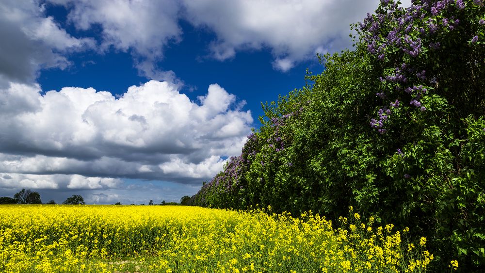 Rapsblühte in Stormarn 10 Foto & Bild | raps, world, deutschland Bilder ...
