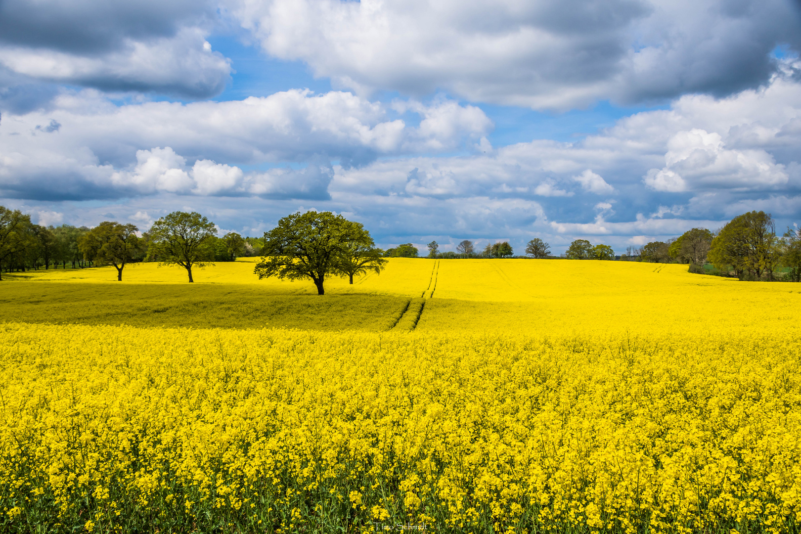 Rapsblüte Foto & Bild | landschaft, Äcker, felder & wiesen, raps Bilder ...