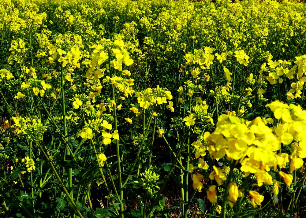 Rapsblüten - starke Pflanzen Foto & Bild | pflanzen, pilze & flechten ...