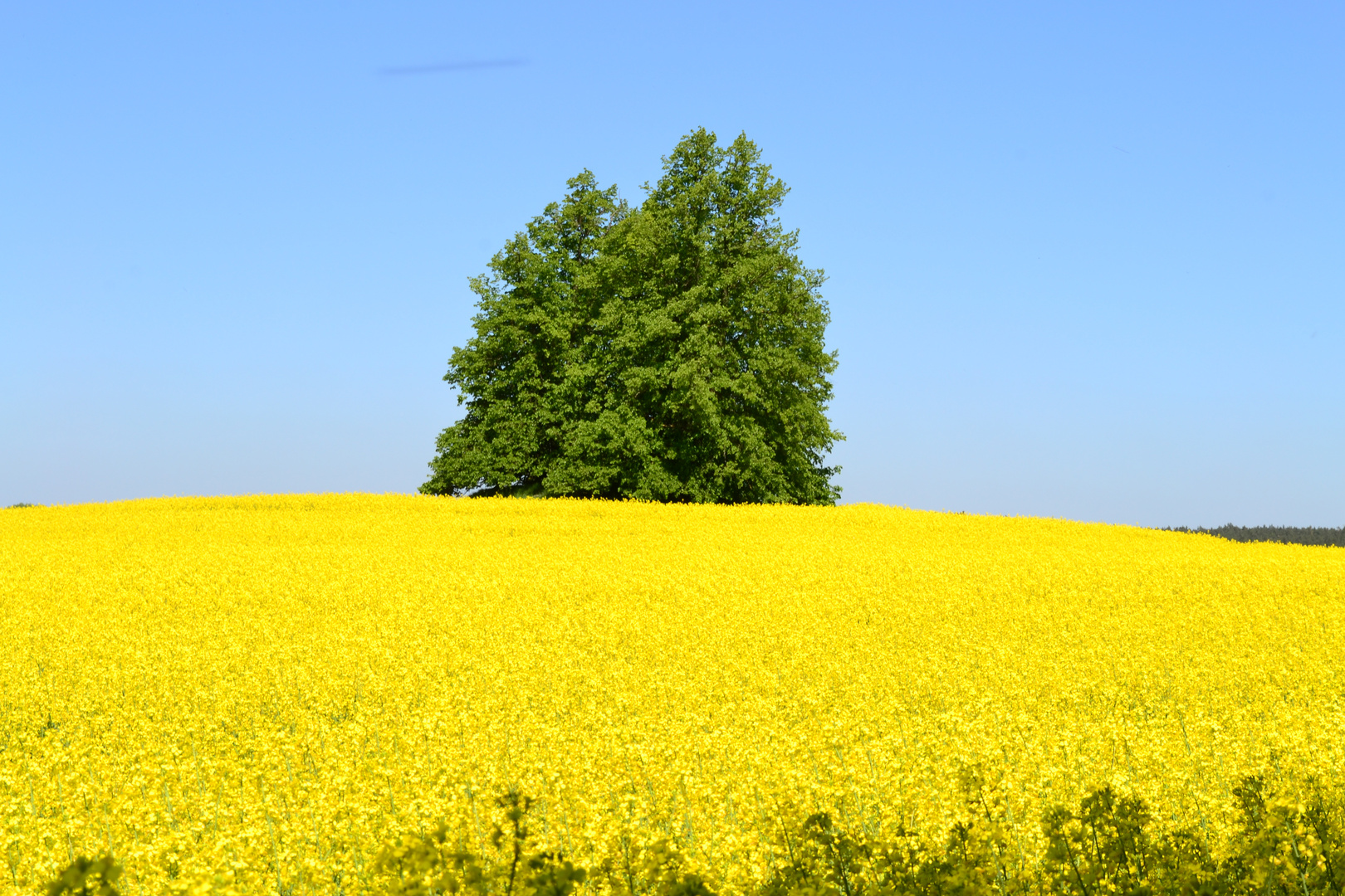Rapsfeld Foto & Bild | landschaft, Äcker, felder & wiesen, raps Bilder ...