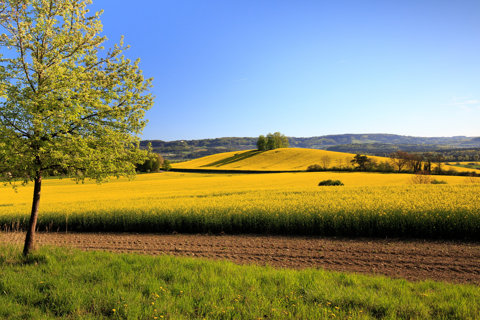Rapsfeld 1 Foto And Bild Deutschland Europe Baden Württemberg Bilder