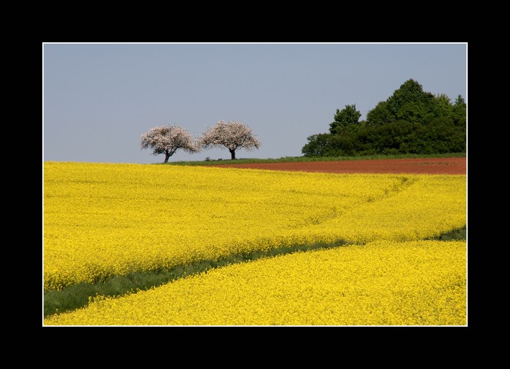 Rapsfeld Foto & Bild | landschaft, Äcker, felder & wiesen, landschaften ...