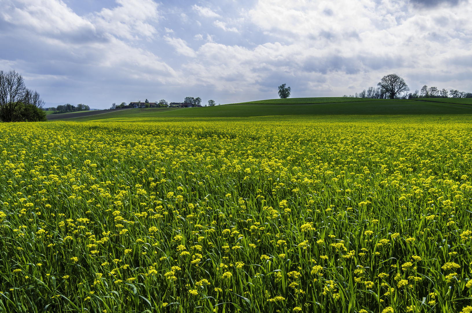 Rapsfeld Foto & Bild | landschaft, kulturlandschaften, fotos von helmut ...