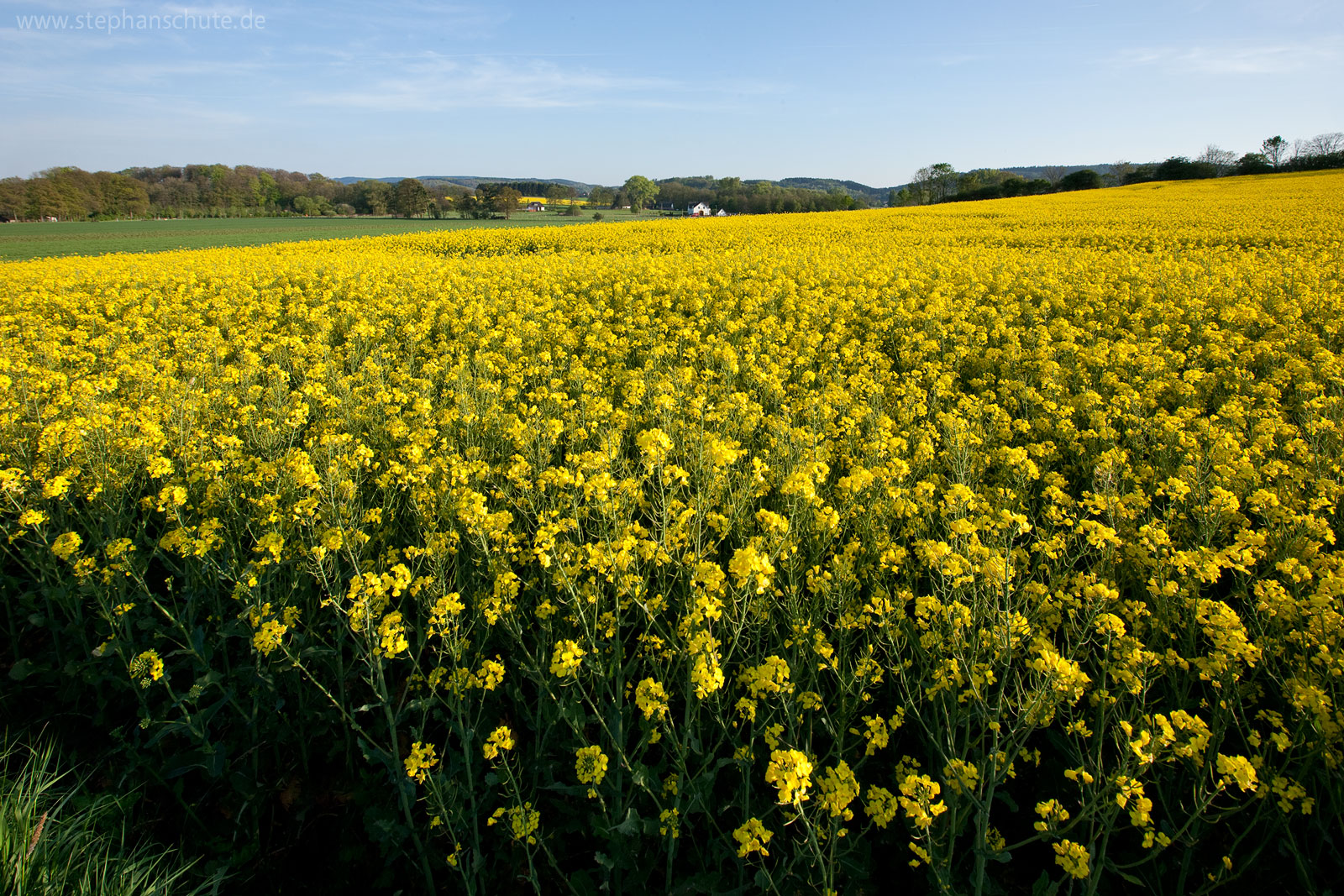 Rapsfeld Foto & Bild | landschaft, Äcker, felder & wiesen, raps Bilder ...