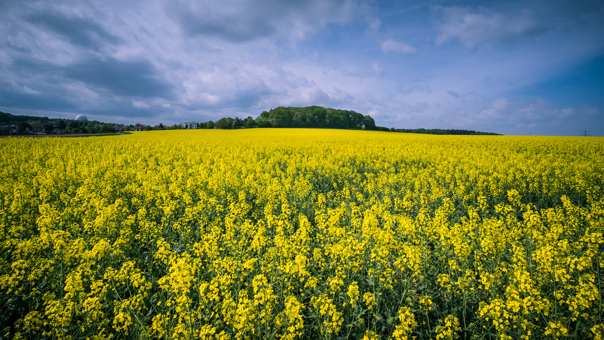 "Rapsfeld" Foto & Bild | jahreszeiten, frühling, natur Bilder auf ...