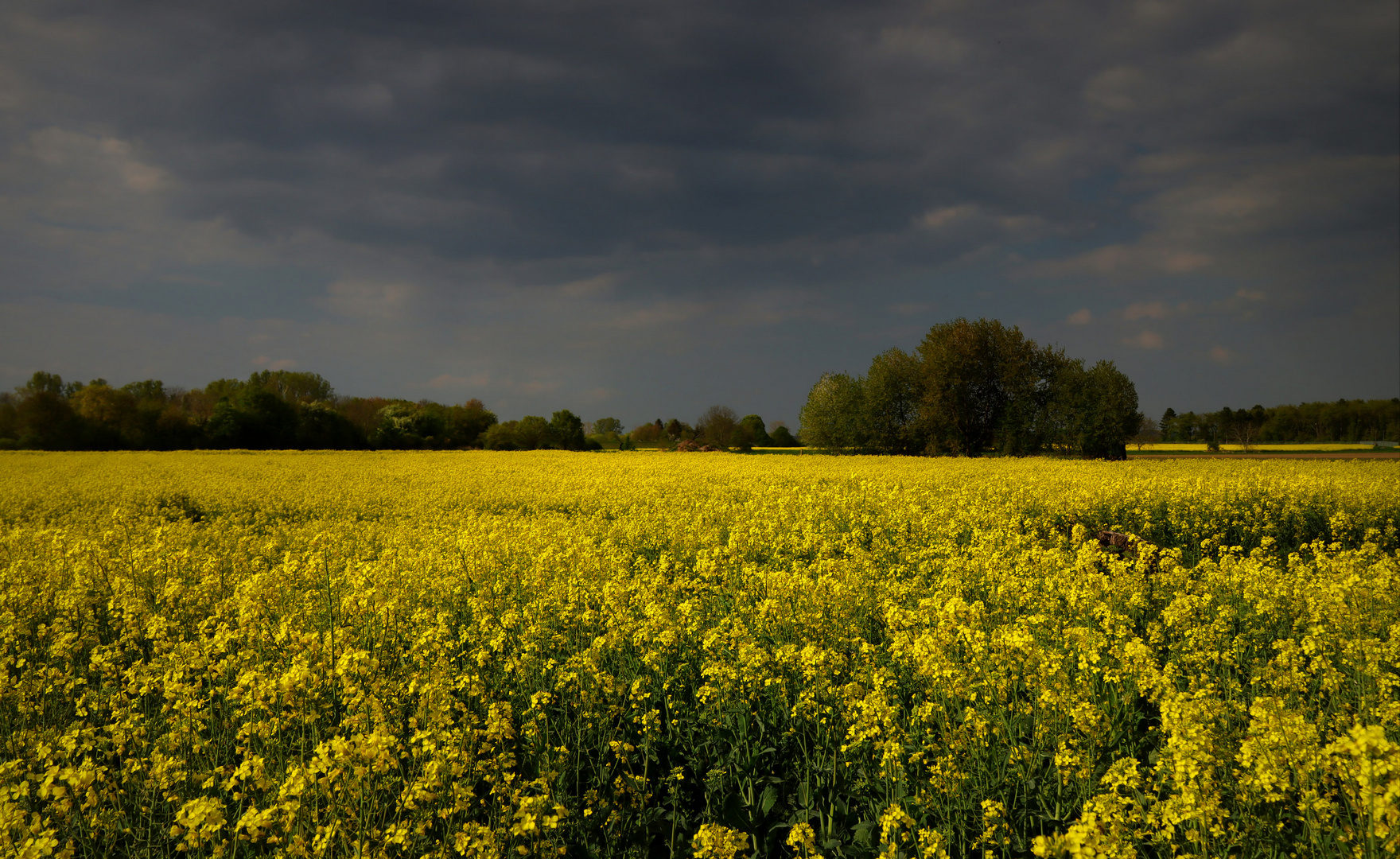 Rapsfeld (2) Foto & Bild | landschaft, jahreszeiten, frühling Bilder ...