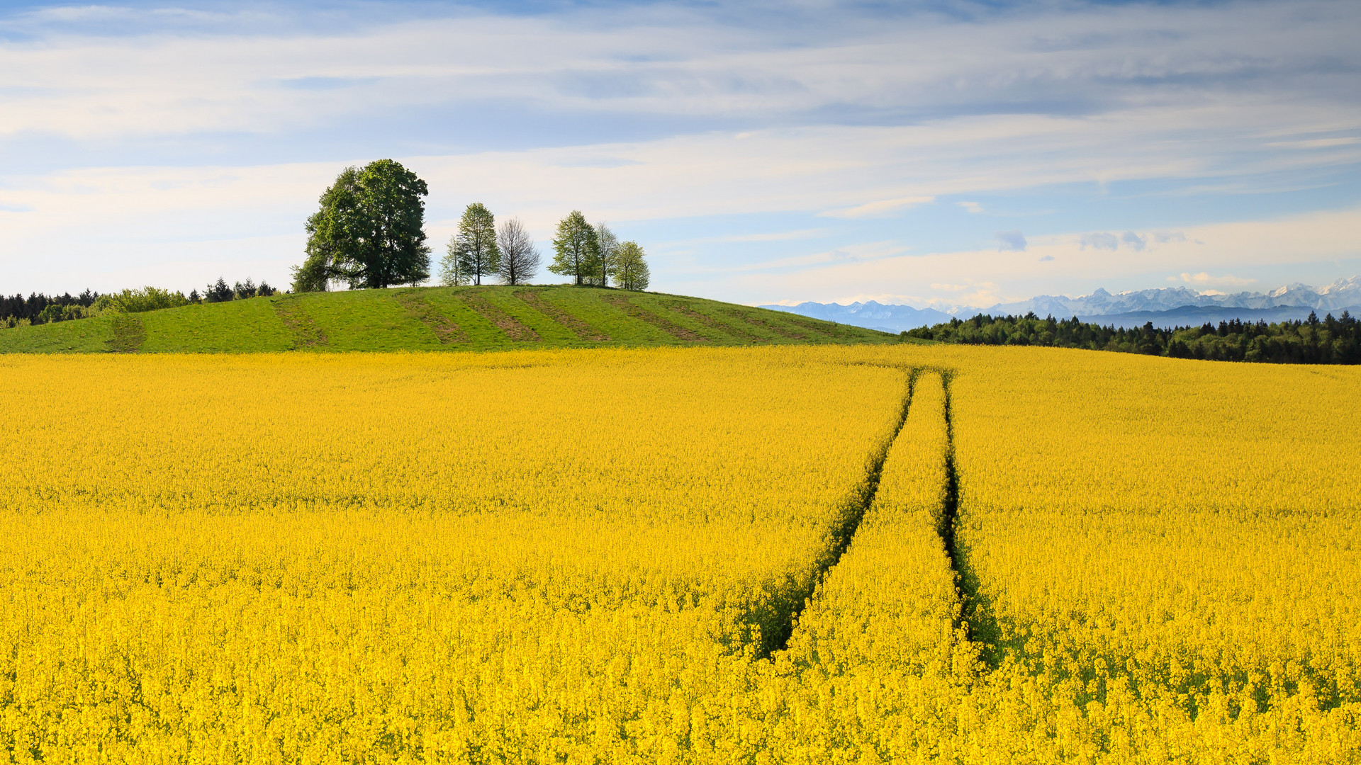 Rapsfeld 2 Foto & Bild | deutschland, europe, baden- württemberg Bilder ...