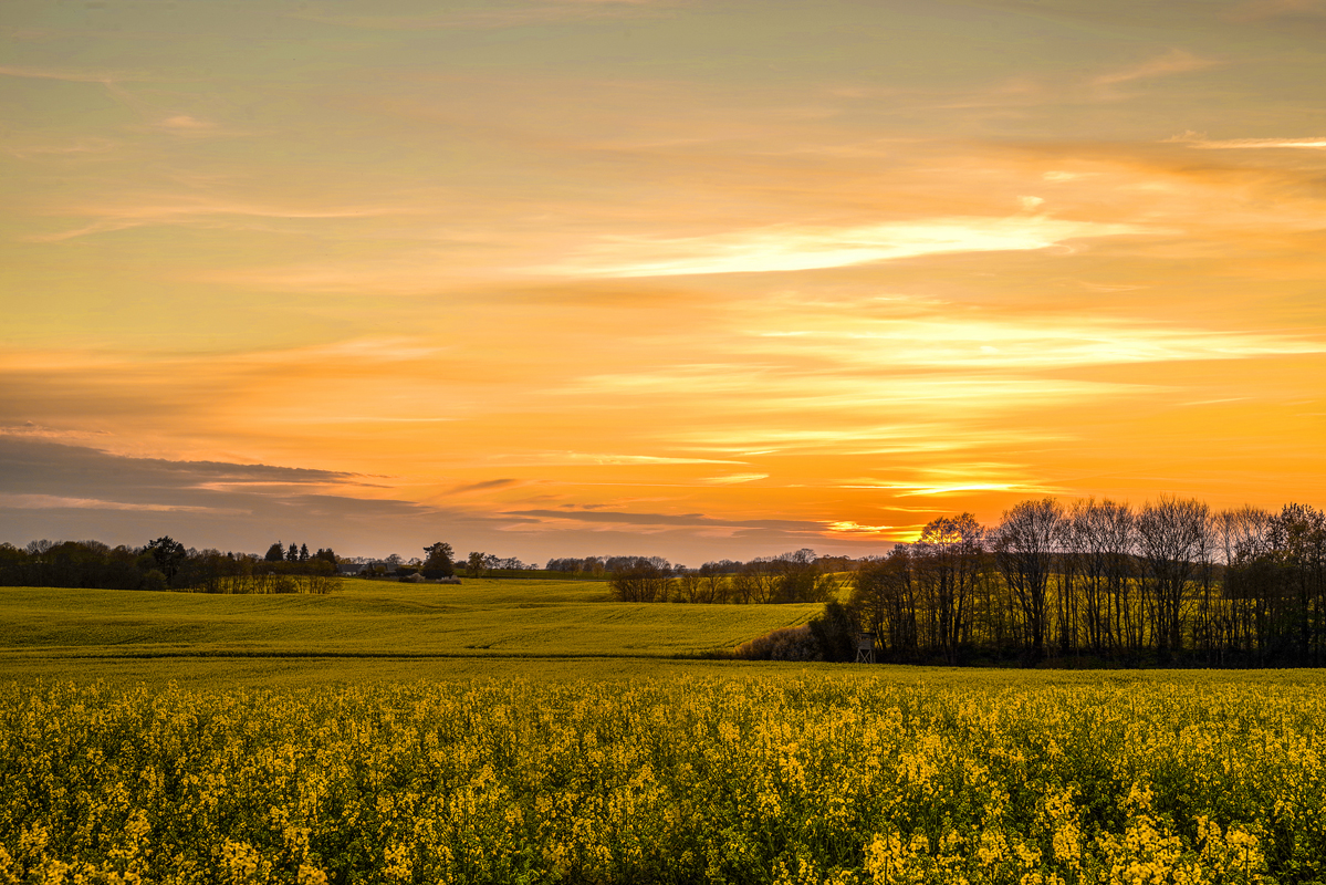 Rapsfeld 2 Foto & Bild | sonnenaufgang, natur, landschaft Bilder auf ...