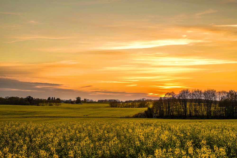 Rapsfeld 2 Foto And Bild Sonnenaufgang Natur Landschaft Bilder Auf