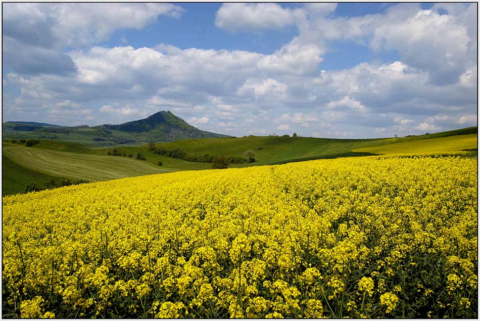 Rapsfeld 2 Foto & Bild | landschaft, natur Bilder auf fotocommunity