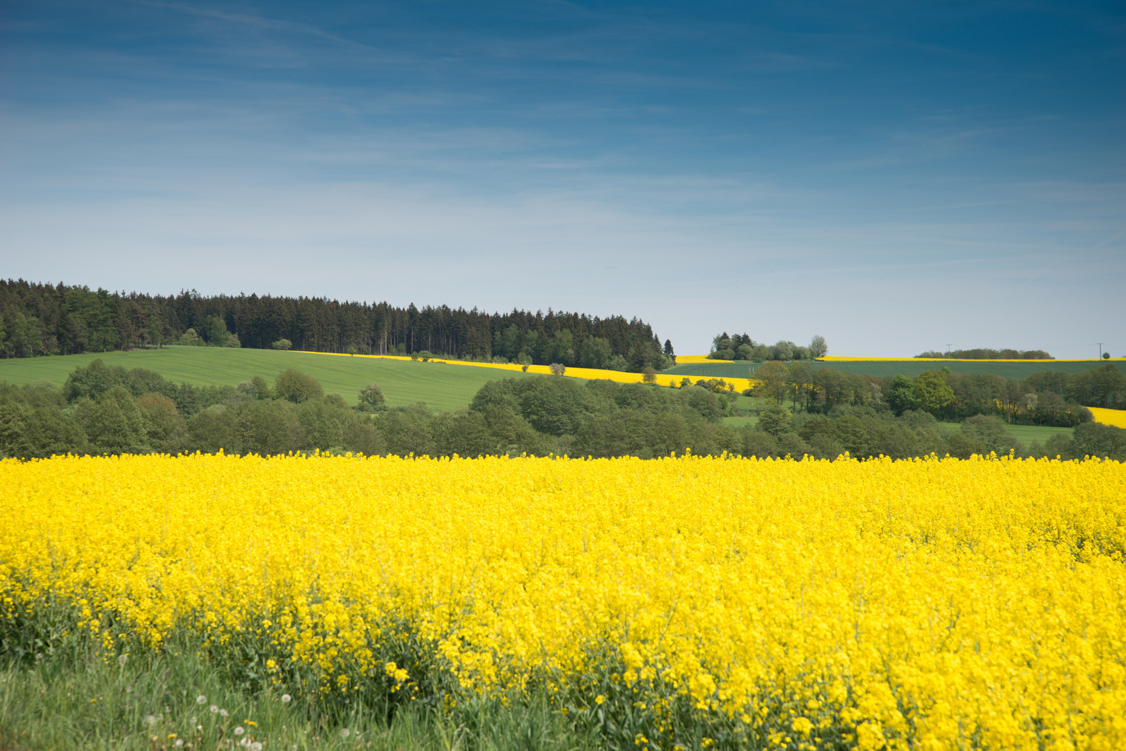 Rapsfeld Foto & Bild | natur, landschaft Bilder auf fotocommunity