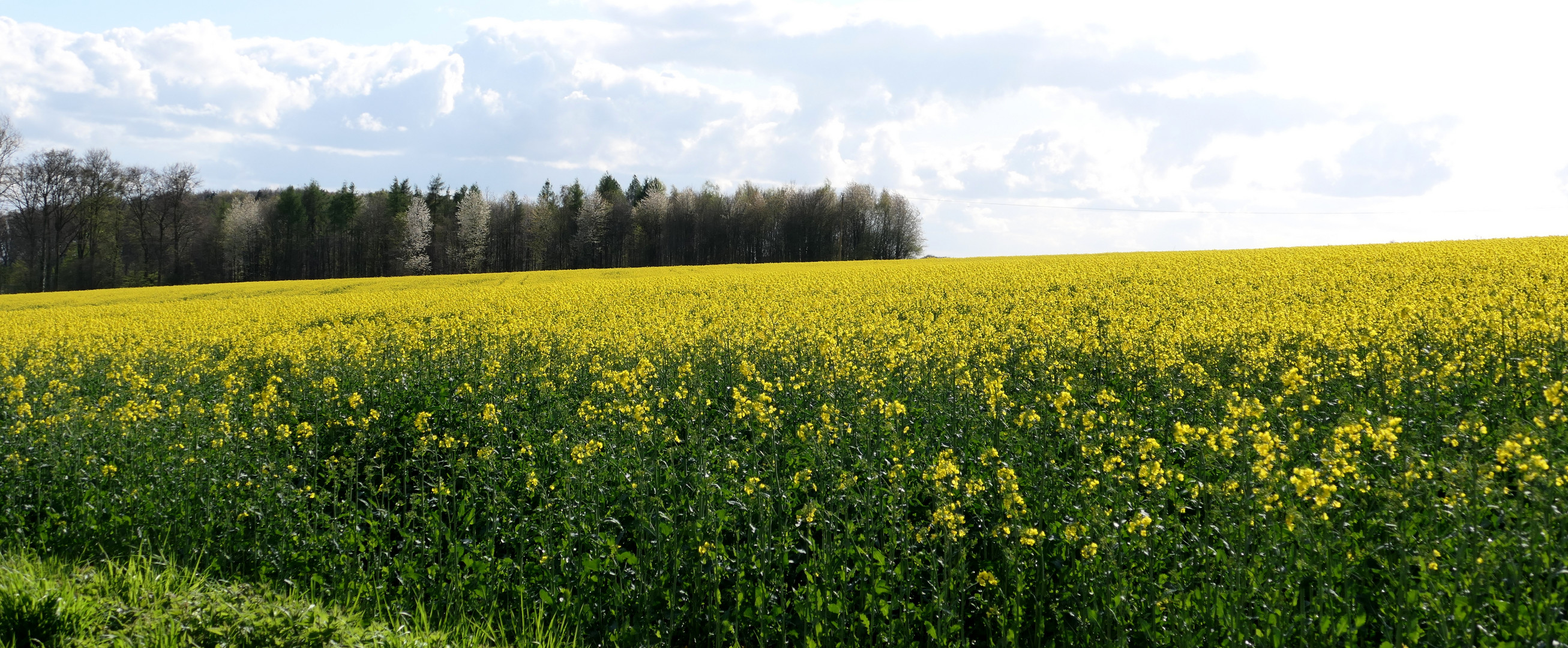 Rapsfeld Foto & Bild | bäume, feld, frühling Bilder auf fotocommunity