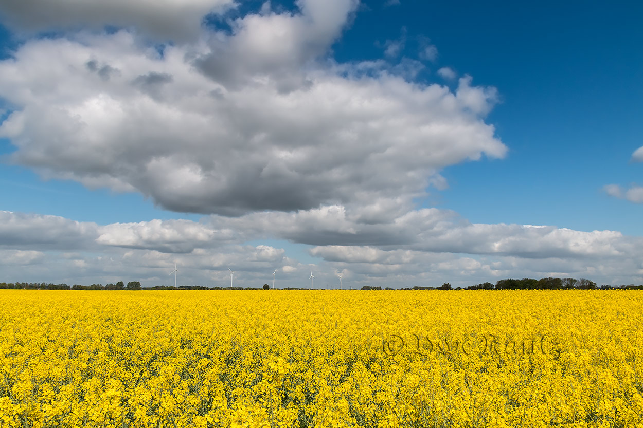 Rapsfeld Foto & Bild | wolken, feld, himmel Bilder auf fotocommunity