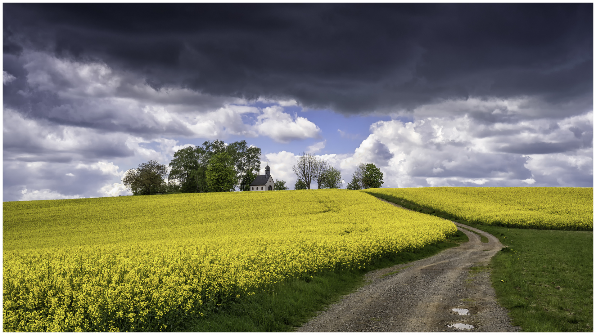 Rapsfeld Foto & Bild | landschaft, Äcker, felder & wiesen, pfalz Bilder ...