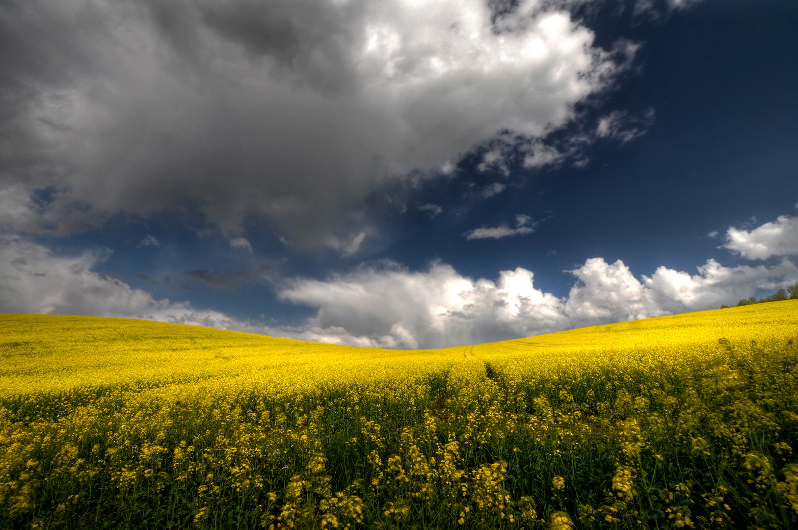 Rapsfeld Foto & Bild | jahreszeiten, sommer, spezial Bilder auf ...