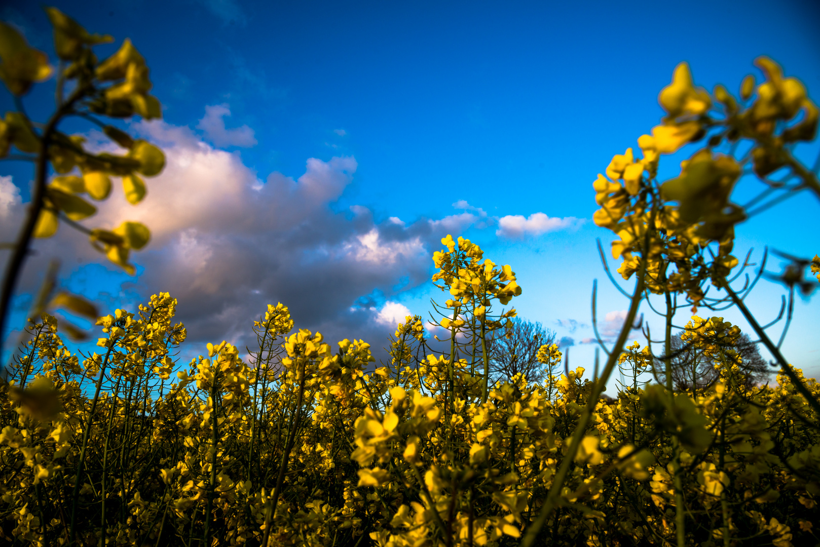 Rapsfeld Foto & Bild | landschaft, Äcker, felder & wiesen, raps Bilder ...