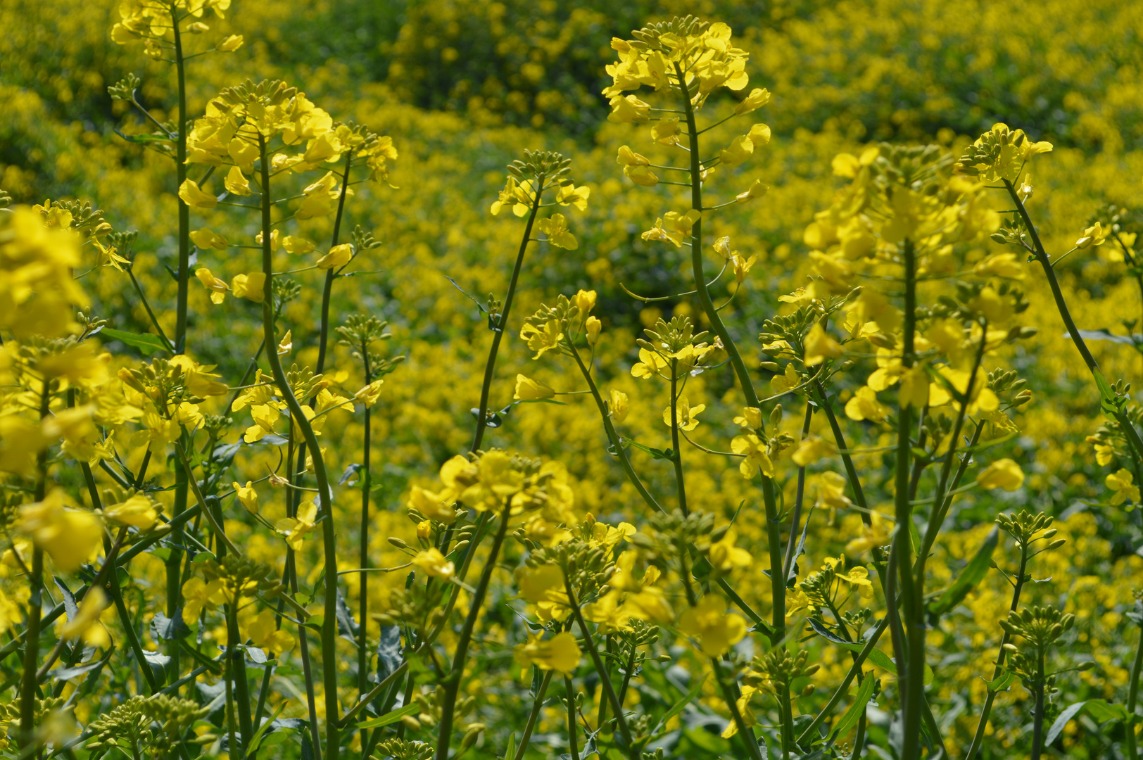 Rapsfeld Foto & Bild | pflanzen, pilze & flechten, getreide und ...