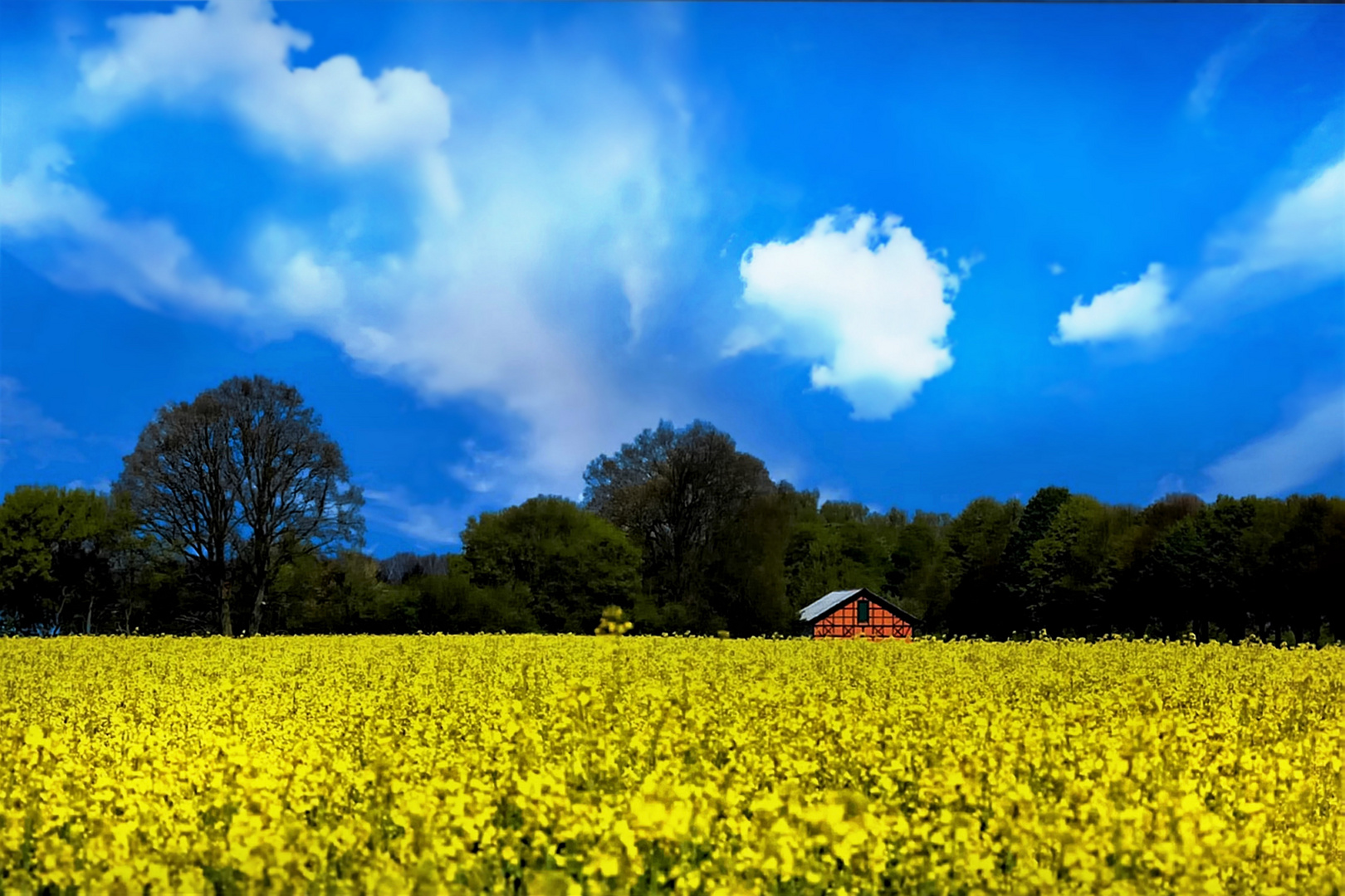 Rapsfeld Foto & Bild | landschaft, jahreszeiten, frühling Bilder auf ...