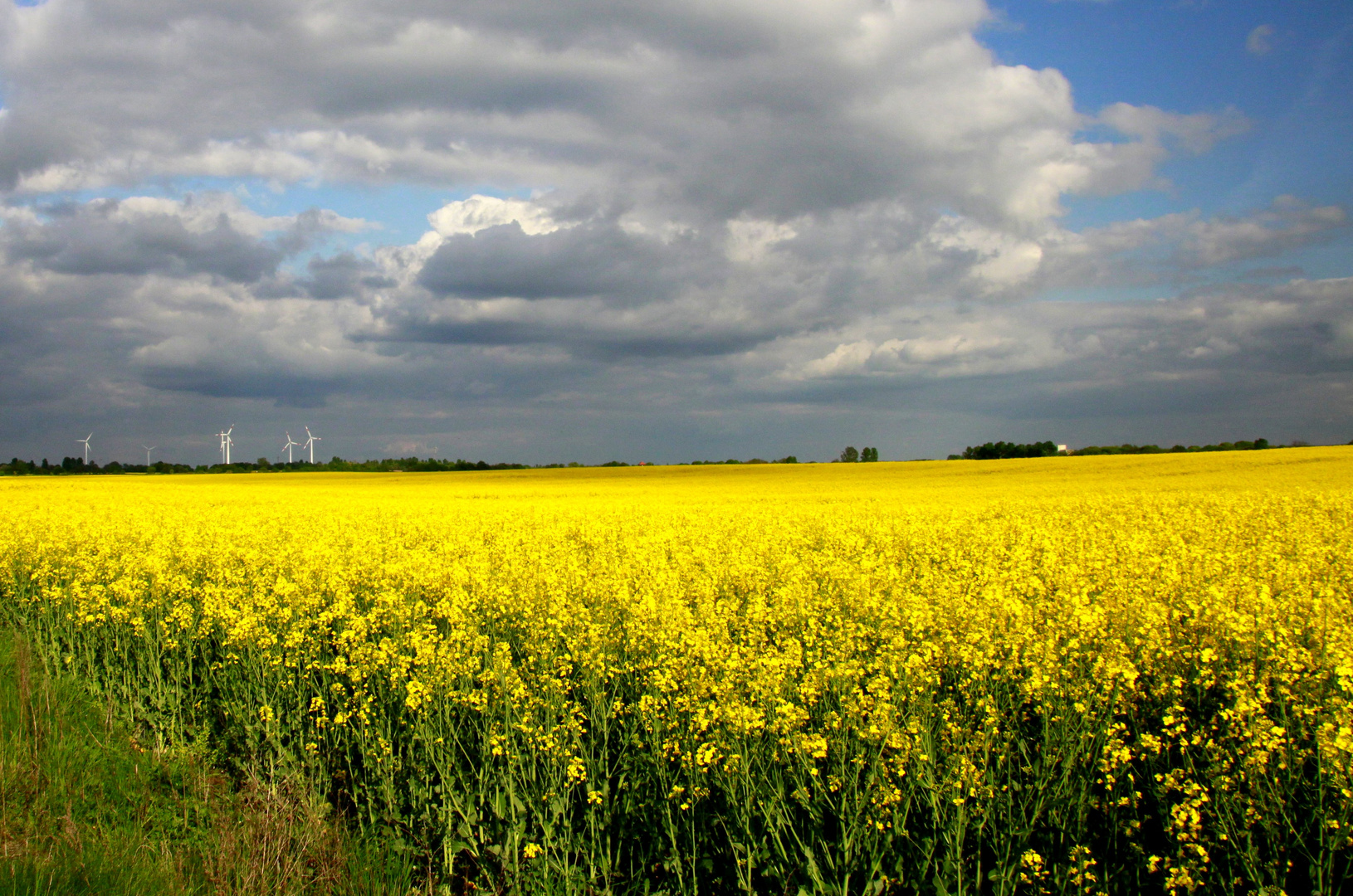 Rapsfeld Foto & Bild | karten und kalender, landscape, sommer Bilder ...