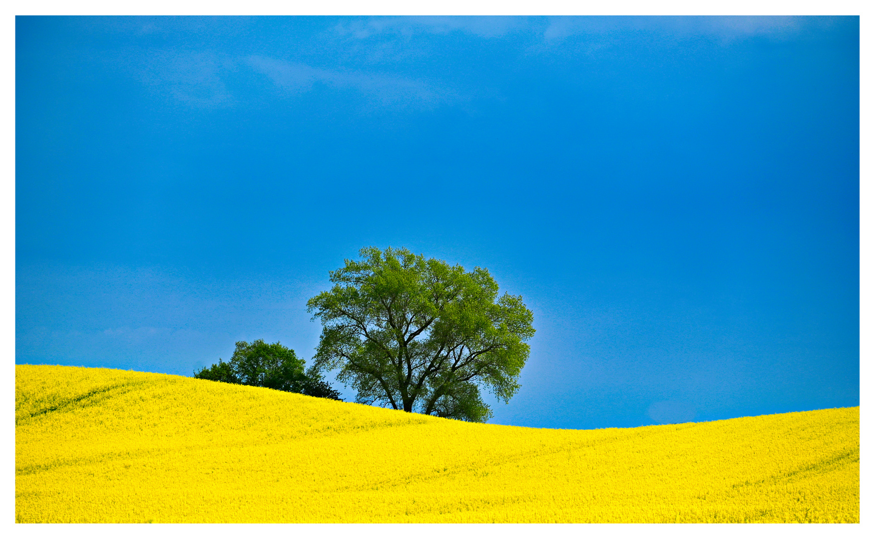 Rapsfeld Foto & Bild | landschaft, jahreszeiten, frühling Bilder auf ...
