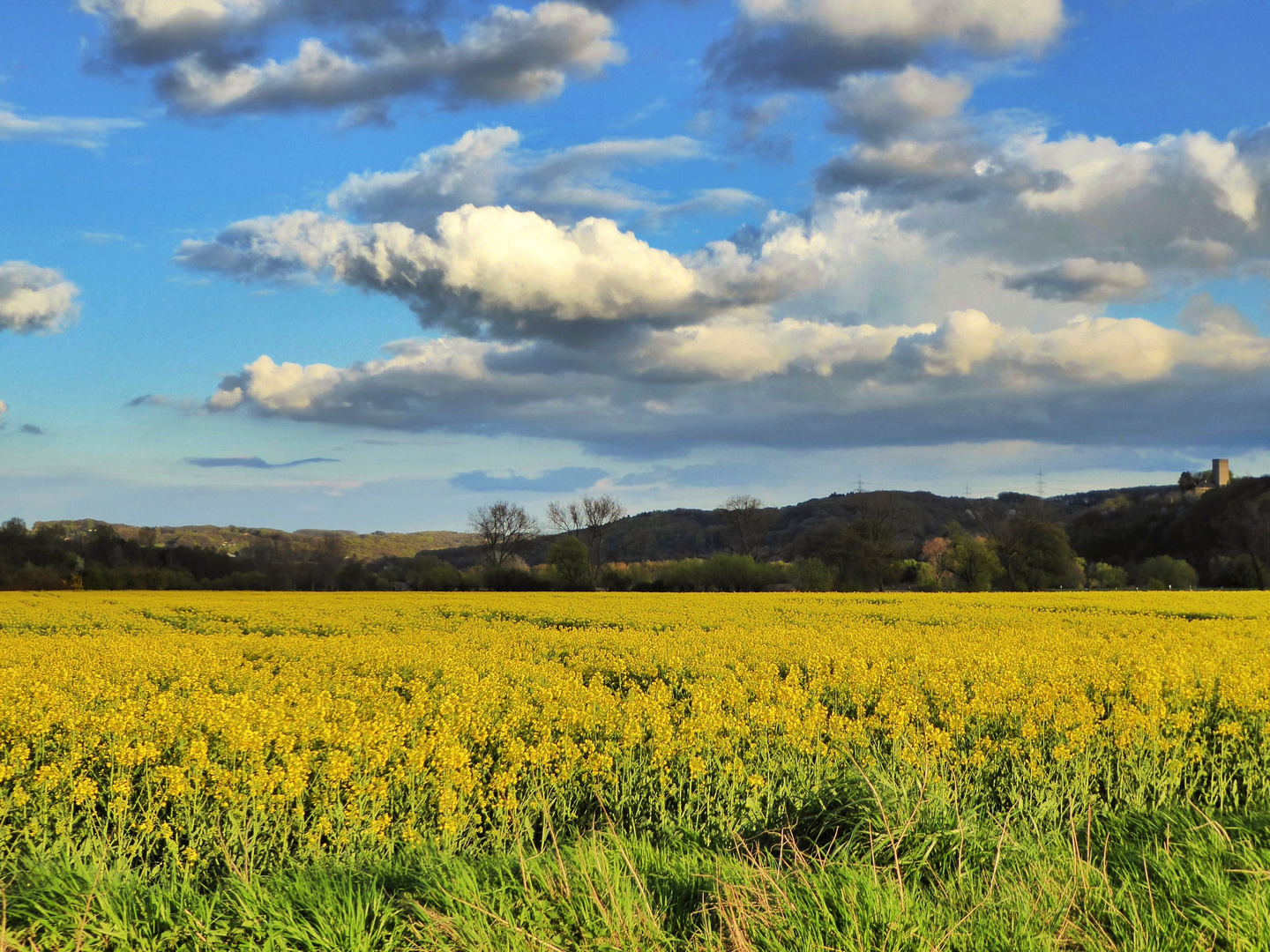 Rapsfeld Foto & Bild | jahreszeiten, frühling, landschaften Bilder auf ...