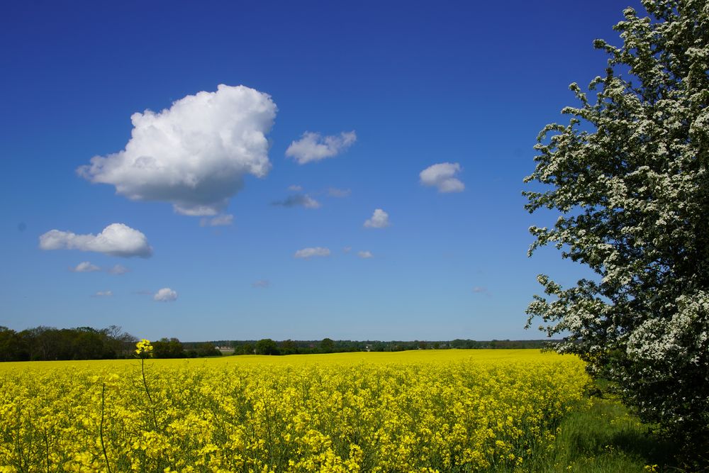 Rapsfeld Foto & Bild | natur Bilder auf fotocommunity