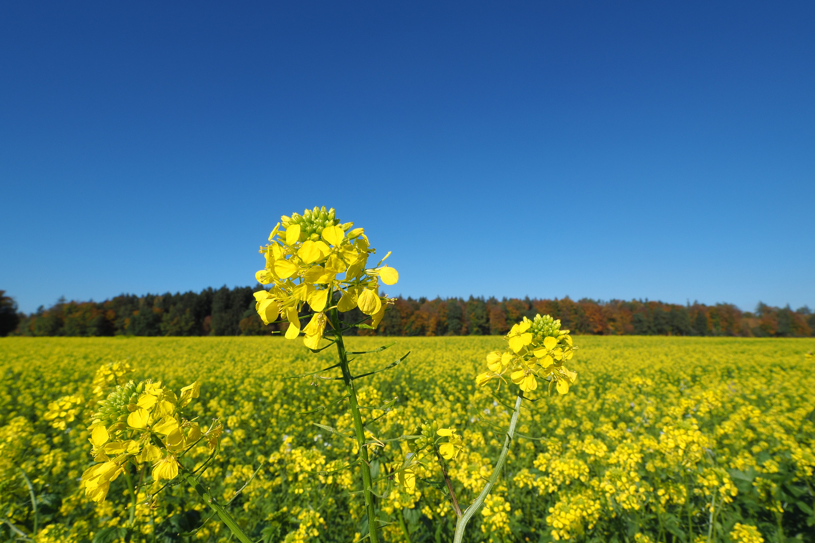 Rapsfeld Foto & Bild | natur, landschaft, Äcker, felder & wiesen Bilder ...