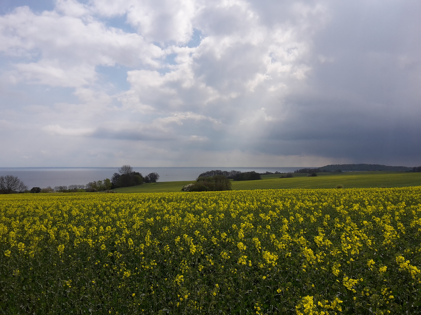 Rapsfeld Foto And Bild Rügener Bodden Landschaft Natur Bilder Auf Fotocommunity