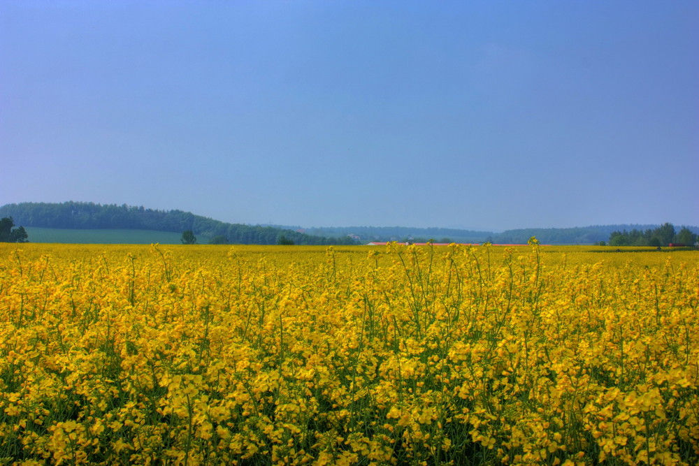 Rapsfeld Foto & Bild | landschaft, Äcker, felder & wiesen, raps Bilder ...