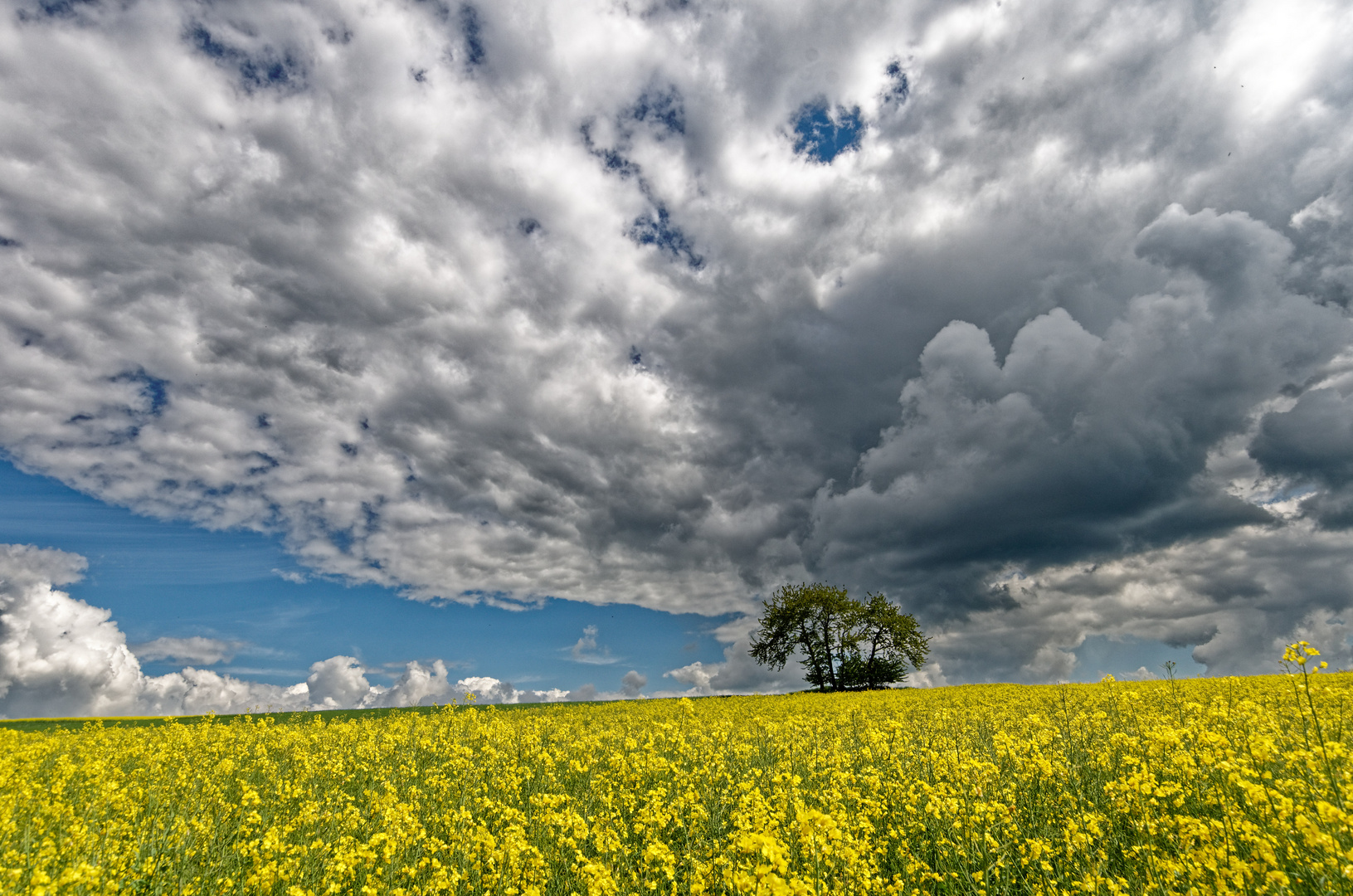 Rapsfeld Foto & Bild | himmel, natur, landschaft Bilder auf fotocommunity