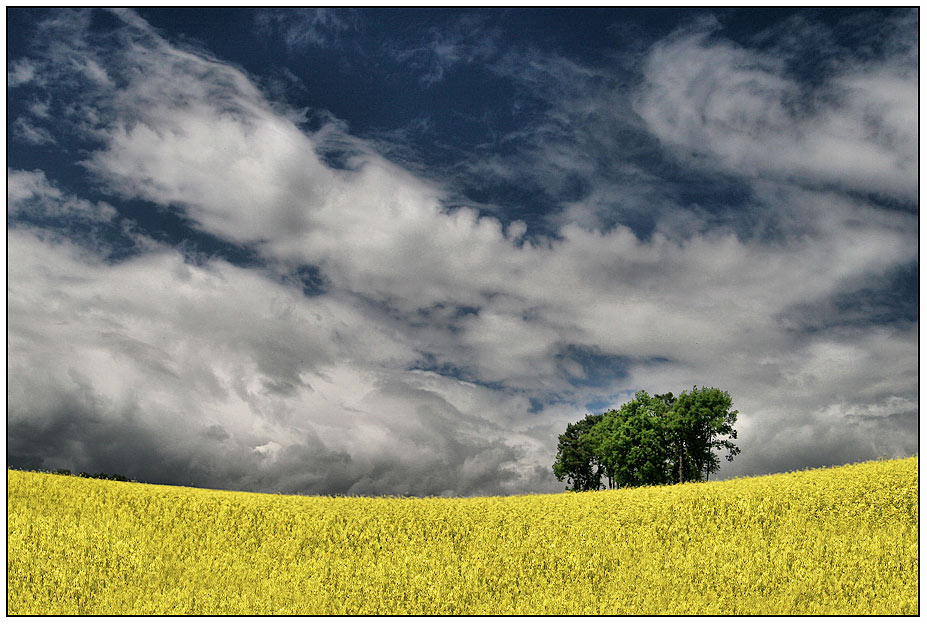 Rapsfeld Foto & Bild | landschaft, kulturlandschaften, natur Bilder auf ...