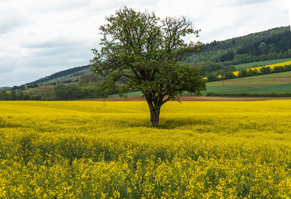 Rapsfeld Foto & Bild | jahreszeiten, frühling, natur Bilder auf ...