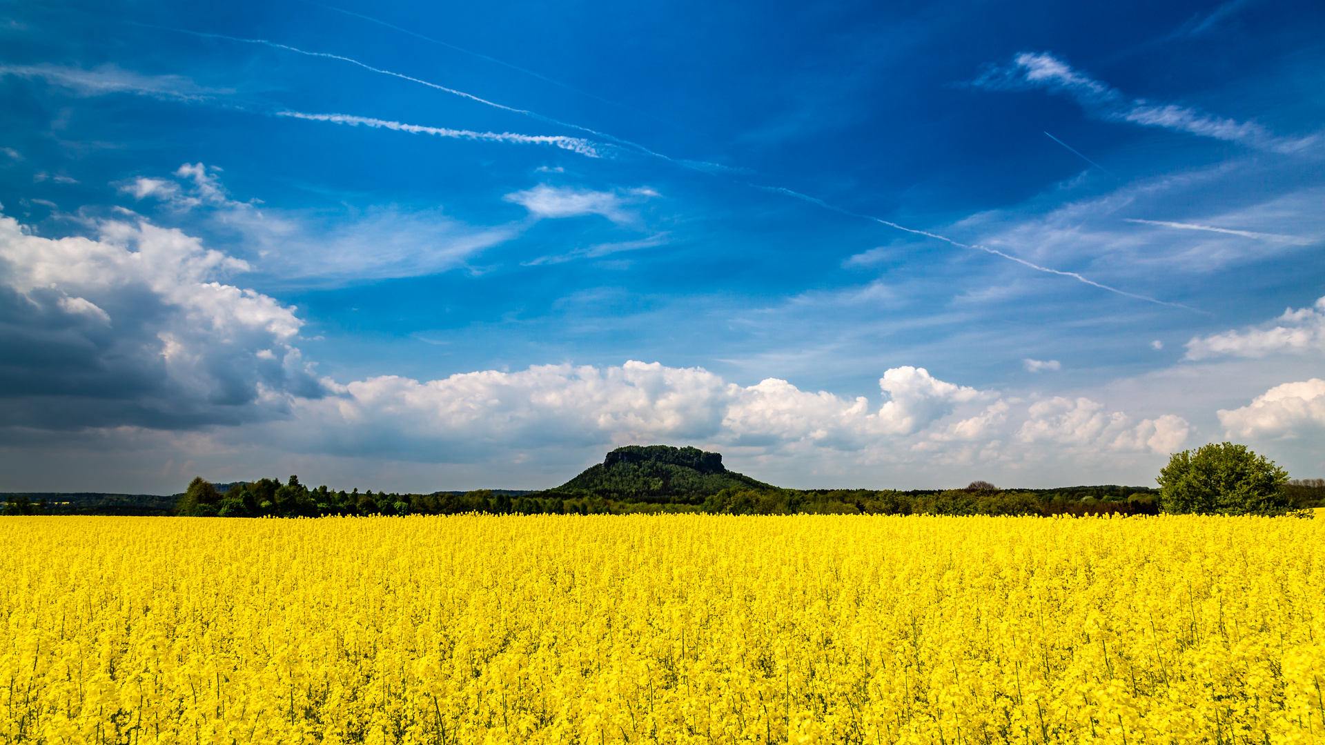 Rapsfeld Foto & Bild | deutschland, europe, sachsen Bilder auf ...