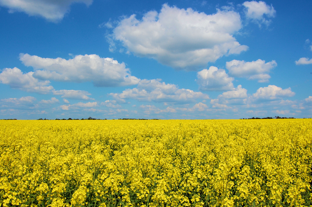 Rapsfeld Foto & Bild | jahreszeiten, frühling, natur Bilder auf ...