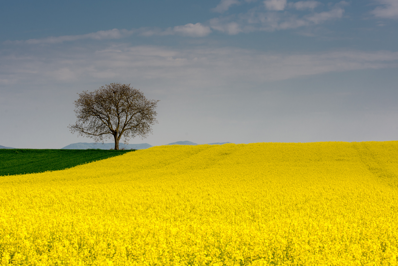 Rapsfeld Foto & Bild | landschaft, jahreszeiten, frühling Bilder auf ...