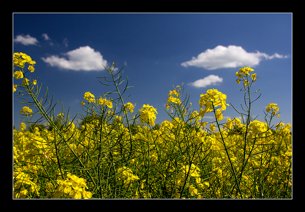 ~Rapsfeld~ Foto & Bild | landschaft, Äcker, felder & wiesen, raps ...