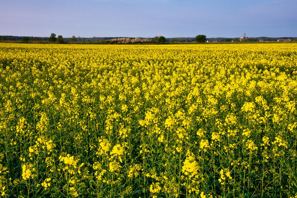 Rapsfeld Foto & Bild | landschaft, Äcker, felder & wiesen ...