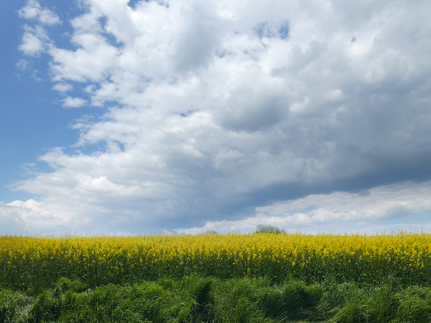Rapsfeld Foto & Bild | himmel, jahreszeiten, motive Bilder auf ...