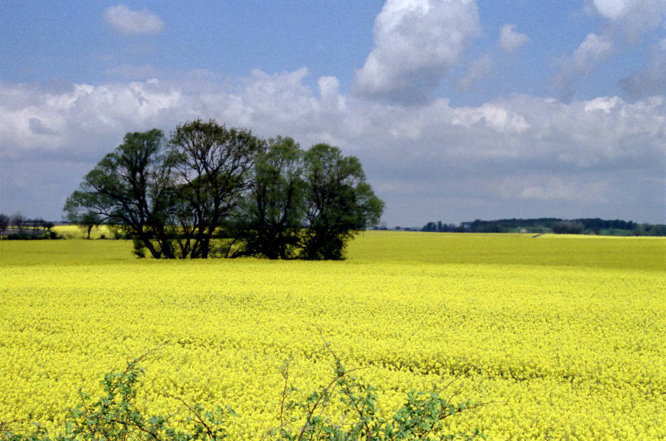 Rapsfeld Foto & Bild | jahreszeiten, landschaft, natur Bilder auf ...