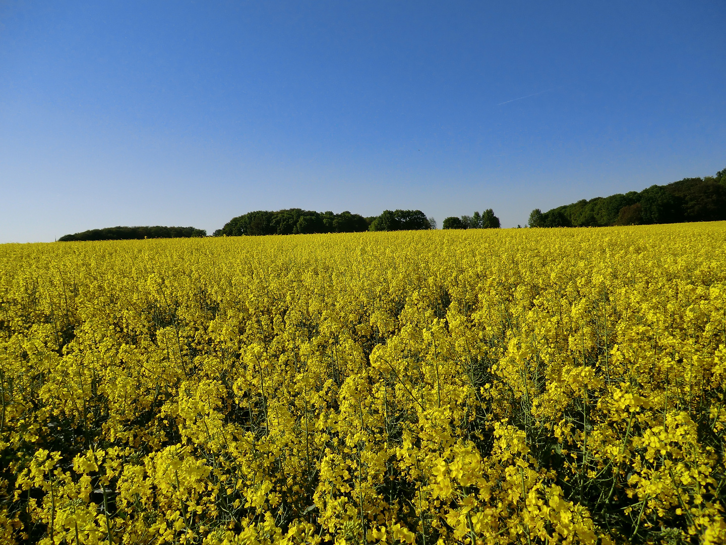 Rapsfeld Foto & Bild | feld, natur, landschaft Bilder auf fotocommunity