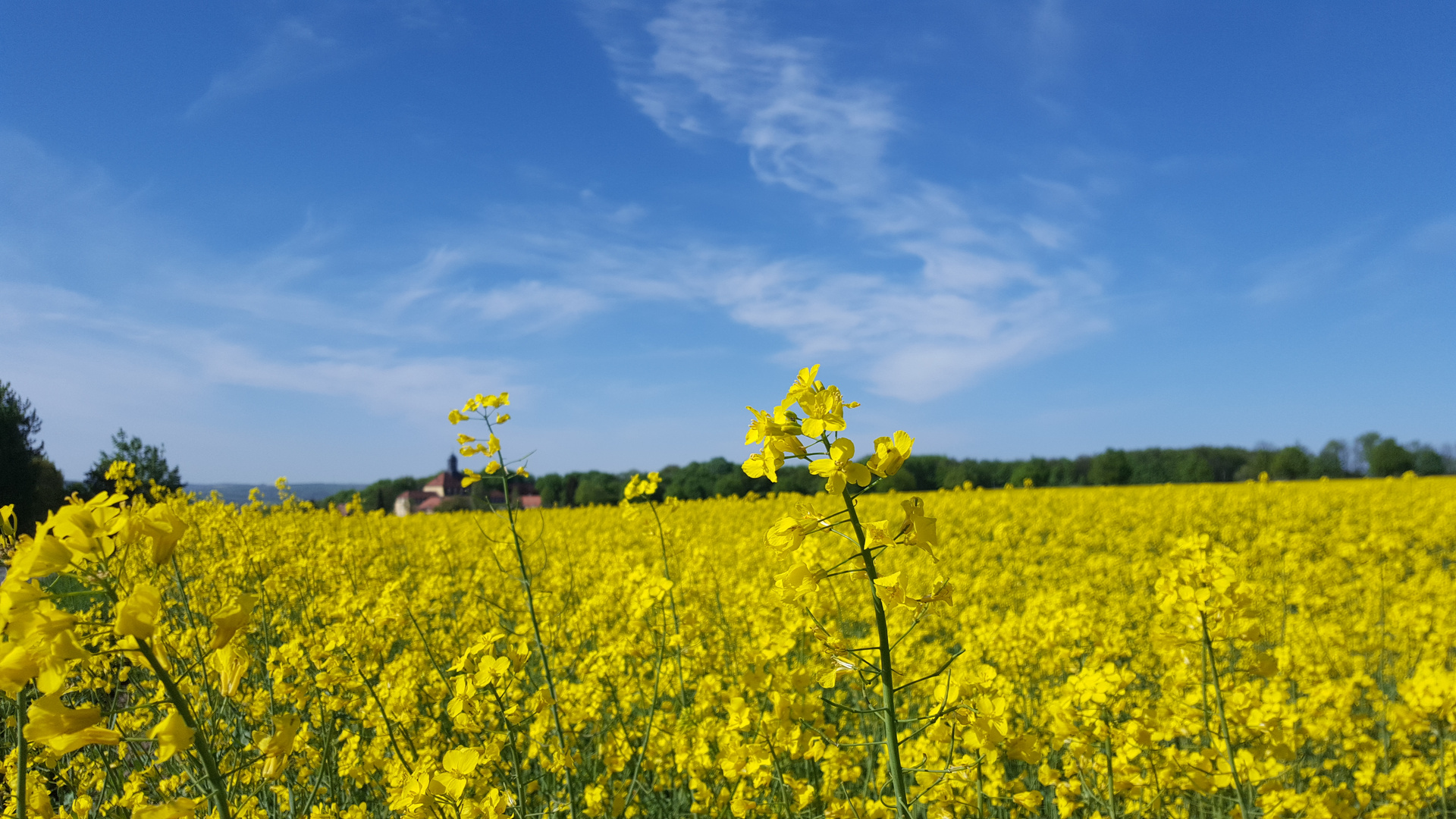 Rapsfeld am Jochhöh Schlößchen Foto & Bild | frühling, natur, pflanzen ...