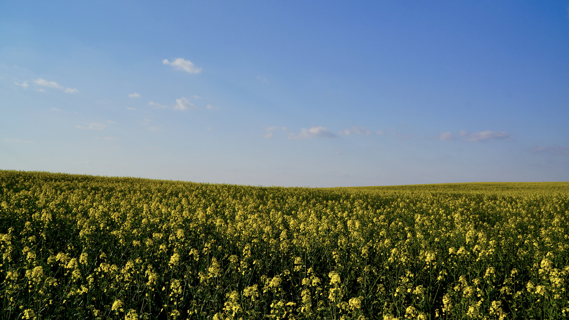 Rapsfeld Foto & Bild | world, wolken, frühling Bilder auf fotocommunity