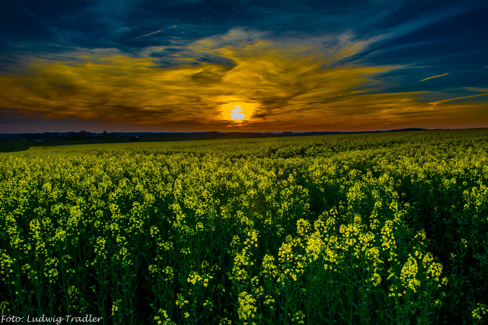 Rapsfeld Foto & Bild | natur, landschaft, rapsfeld Bilder auf fotocommunity