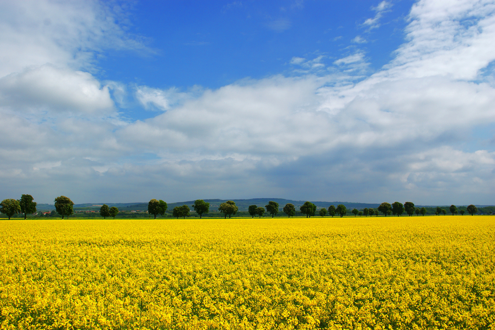 RAPSFELD BEI TULLN IN NIEDERÖSTERREICH Foto & Bild | landschaft, natur ...