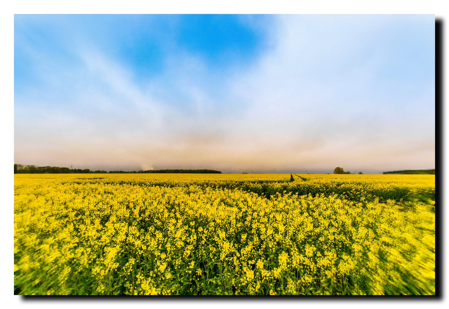 Rapsfeld Foto & Bild | mai, bäume, wolken Bilder auf fotocommunity