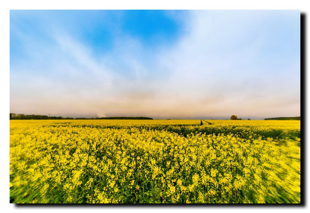 Rapsfeld Foto & Bild | mai, bäume, wolken Bilder auf fotocommunity